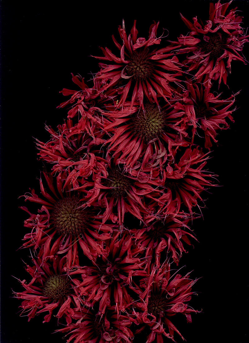 Bloom Day Scans Flower Art by Craig Cramer.