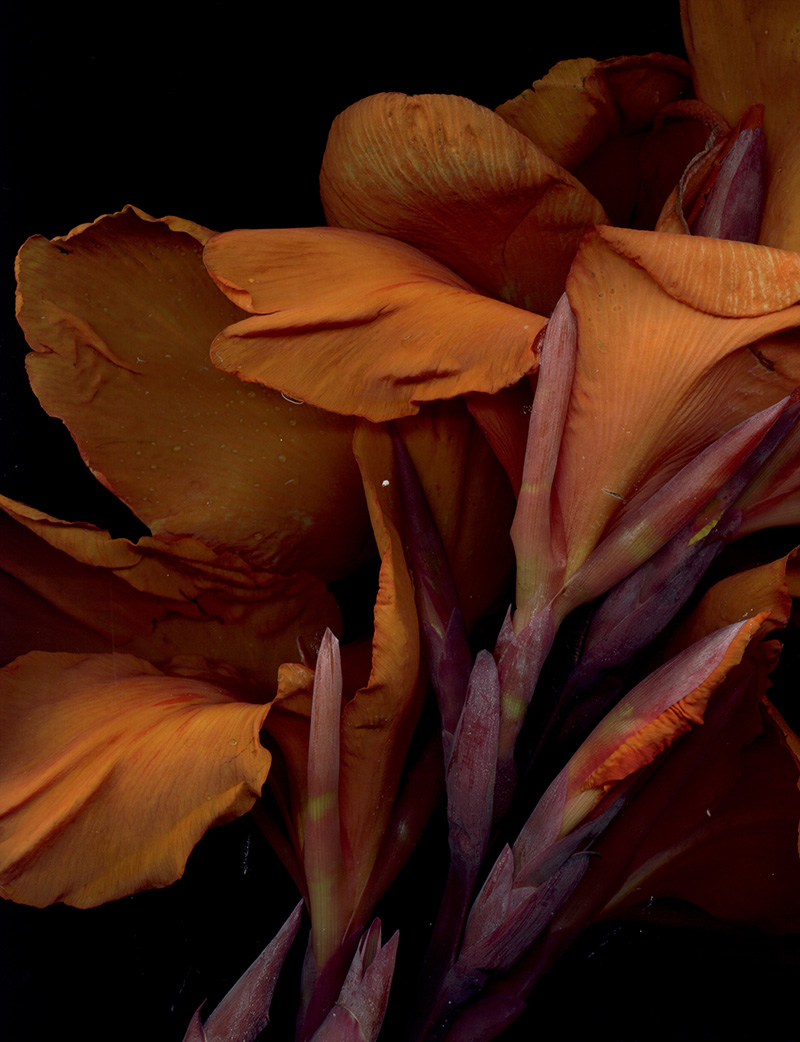 Bloom Day Scans Flower Art by Craig Cramer.