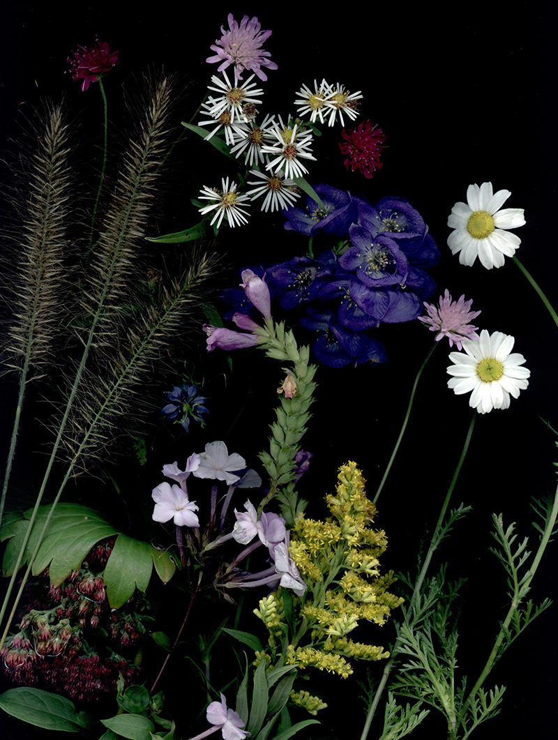 Bloom Day Scans Flower Art by Craig Cramer.