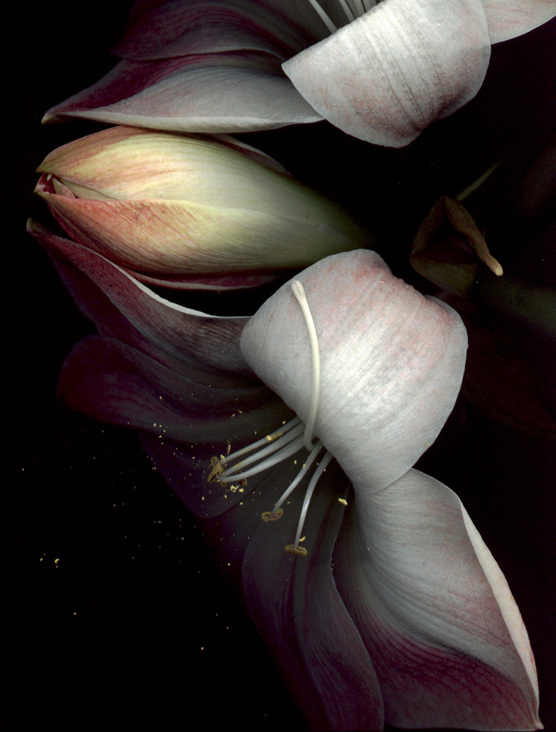 Bloom Day Scans Flower Art by Craig Cramer.