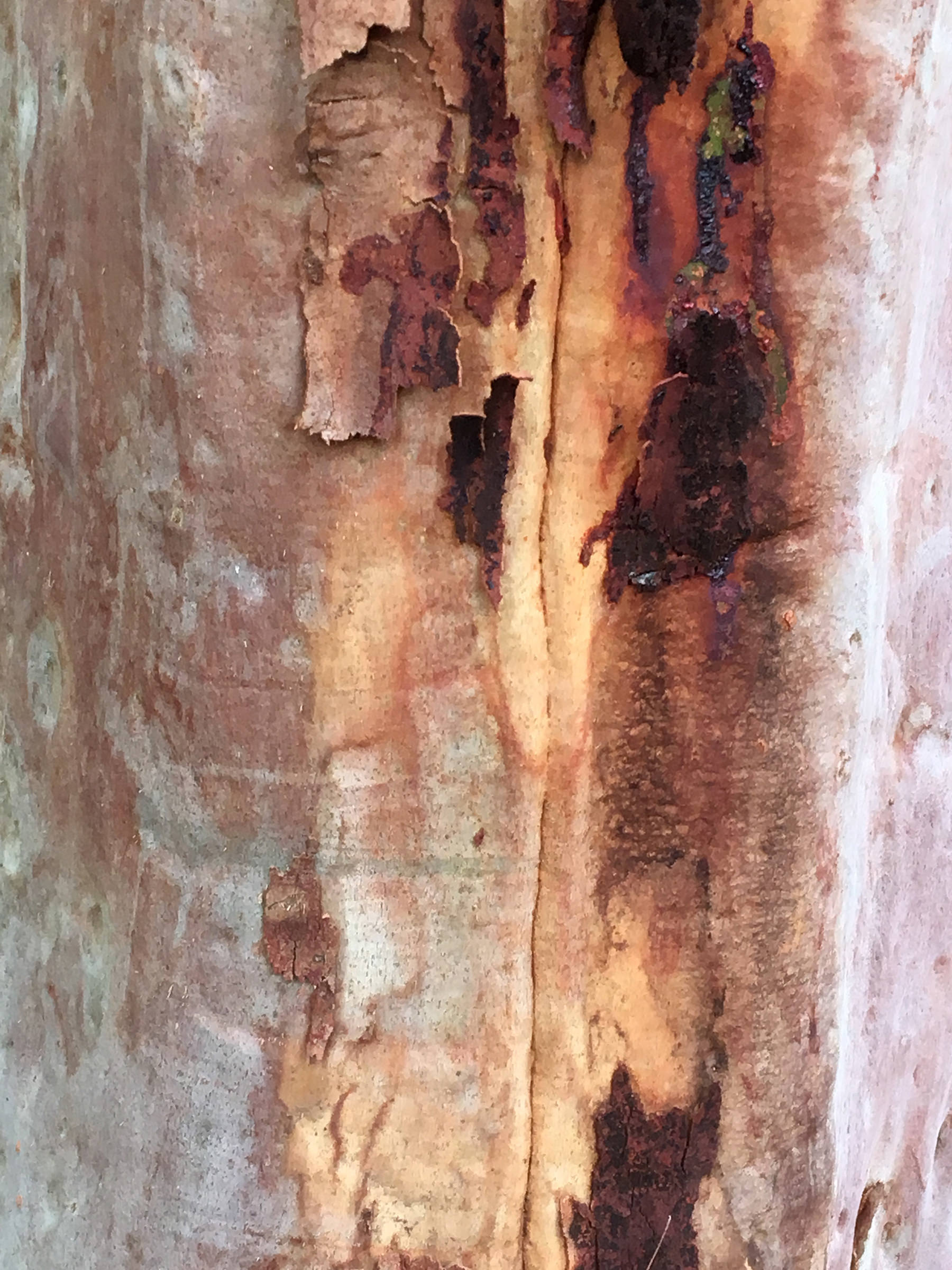 Introducing Instyle's Sustainable Textiles Collection Native | Yellowtrace